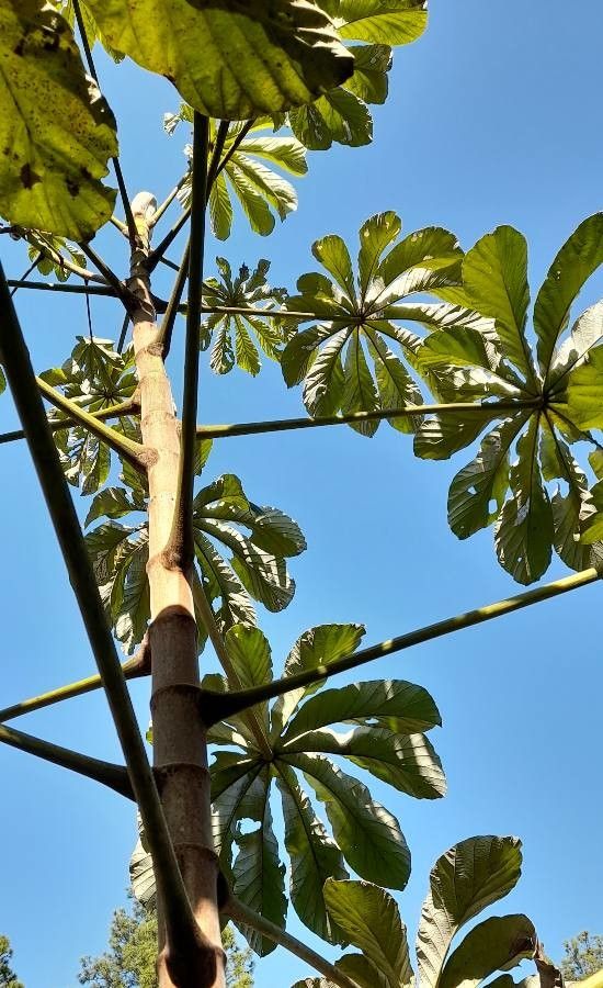 AMBAY - botanicasaludable.com