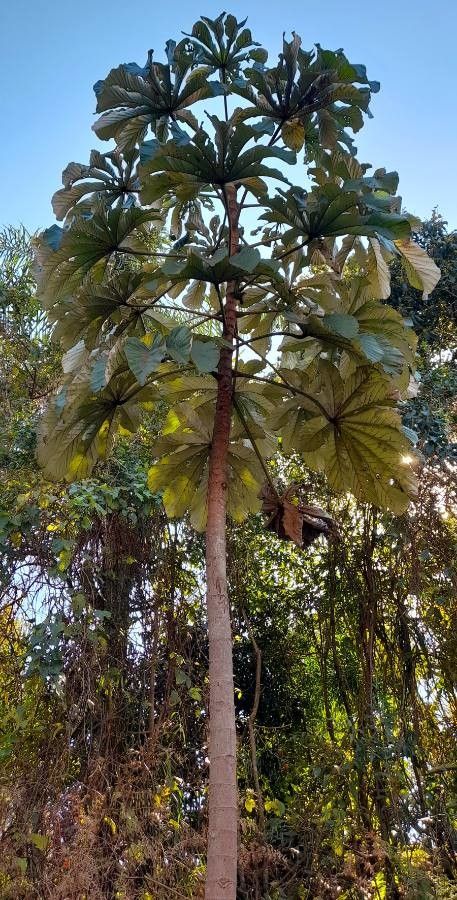 AMBAY - botanicasaludable.com