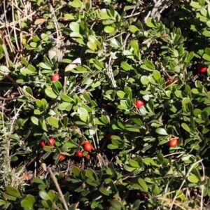 7 plantas medicinales que tratan la CISTITIS