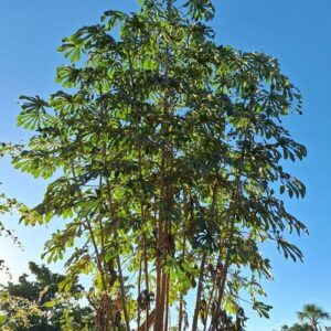 Propiedades medicinales del AMBAY (CECROPIA PACHYSTACHYA)