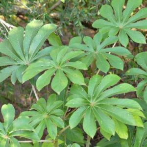 Propiedades medicinales del AMBAY (CECROPIA PACHYSTACHYA)