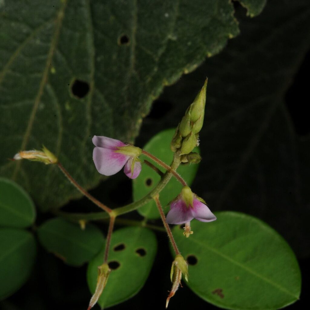 Propiedades medicinales del DESMODIUM (Desmodium adscendens)