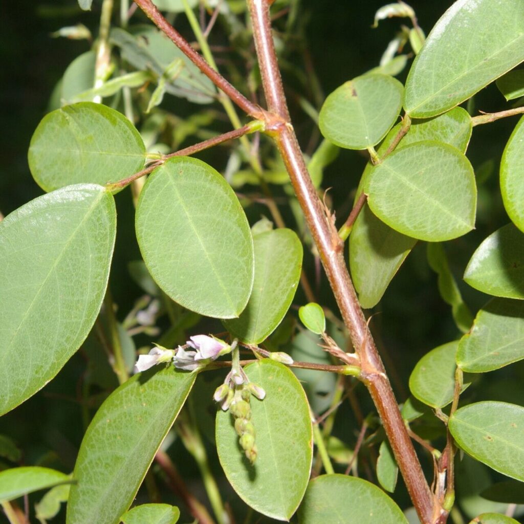 Propiedades medicinales del DESMODIUM (Desmodium adscendens)
