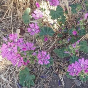 Propiedades medicinales FLOR DE MALVA (Malva Sylvestris)
