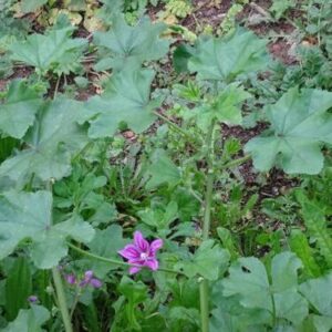 Propiedades medicinales FLOR DE MALVA (Malva Sylvestris)