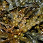 Propiedades medicinales del FUCUS (Fucus vesiculosus)