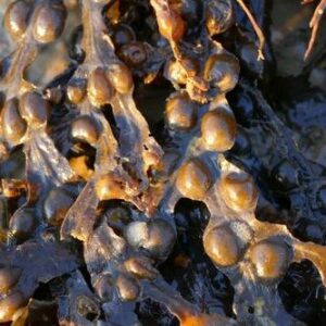 Propiedades medicinales del FUCUS (Fucus vesiculosus)