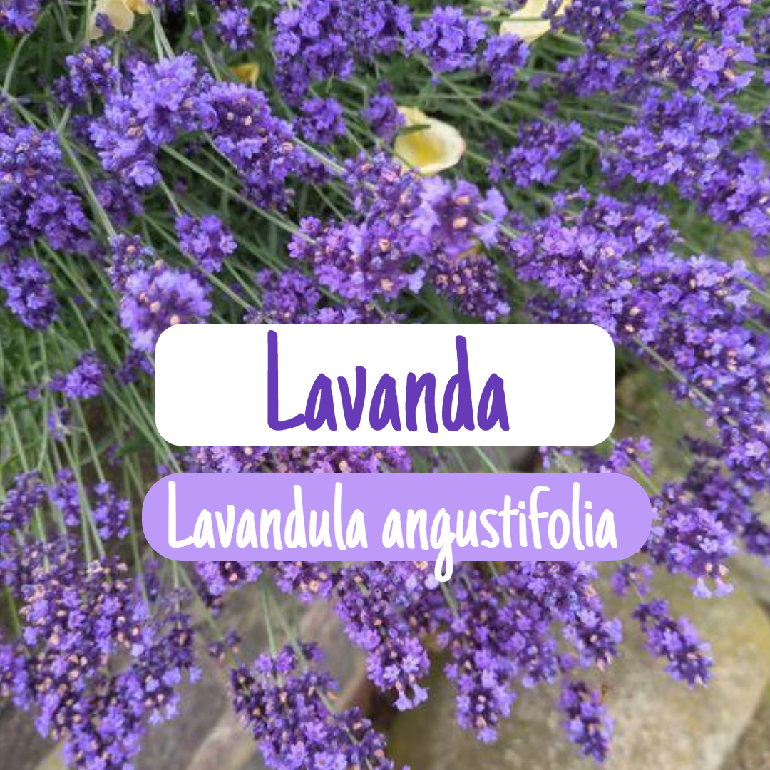 Propiedades medicinales de las plantas ( CON LA LETRA L)
