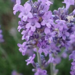 Propiedades medicinales de LAVANDA (Lavandula Angustifolia)