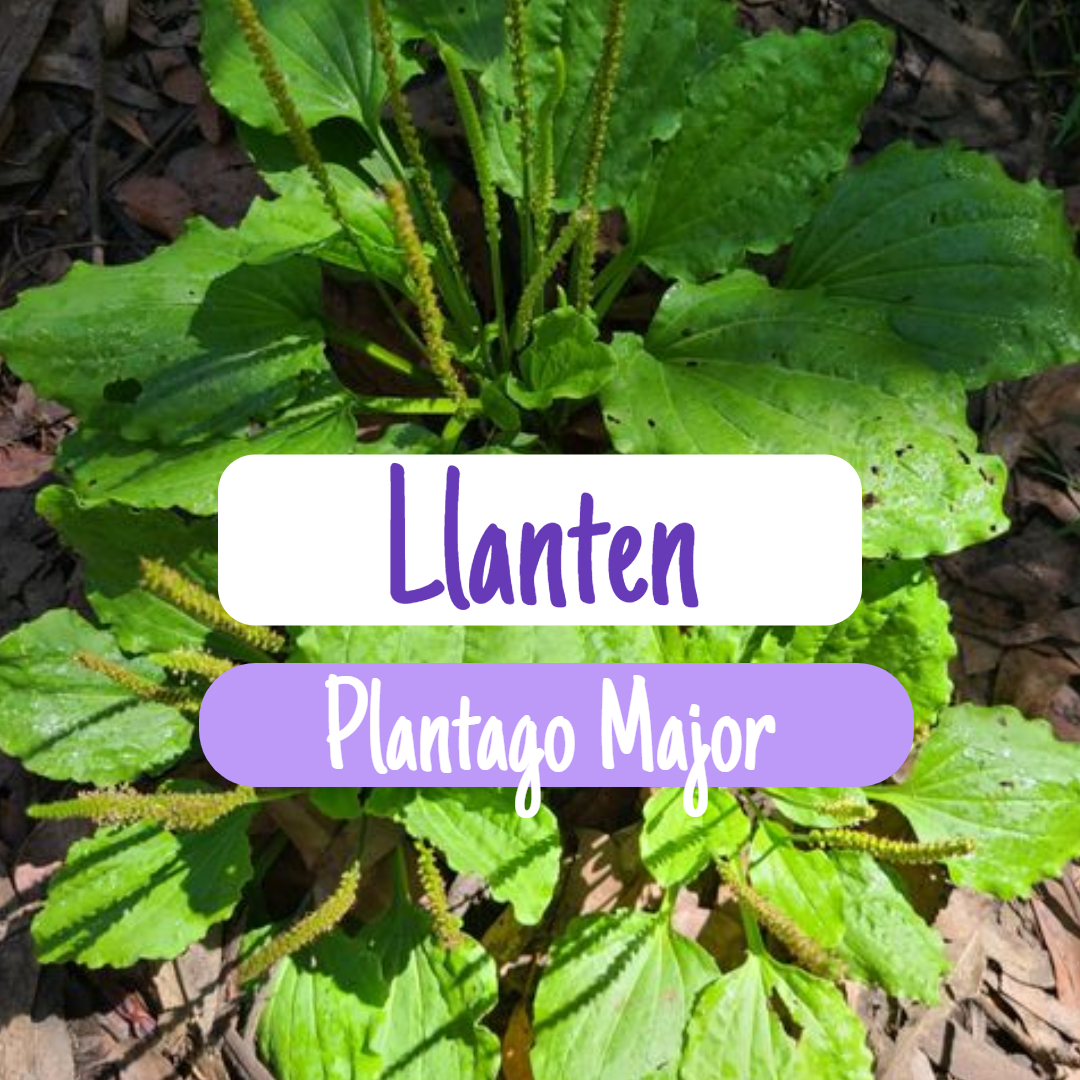 Propiedades medicinales de las plantas ( CON LA LETRA L)