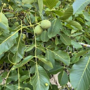 Propiedades medicinales del NOGAL ( Juglans Regia)