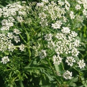 Propiedades Medicinales del ANIS VERDE (pimpinella anisum)